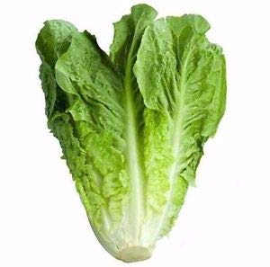 "Parris Island" Romaine Lettuce Seeds for Planting, 1000+ Heirloom Seeds Per Packet, (Isla's Garden Seeds), Non GMO, Botanical Name: Lactuca Sativa, Great Home Garden Gift