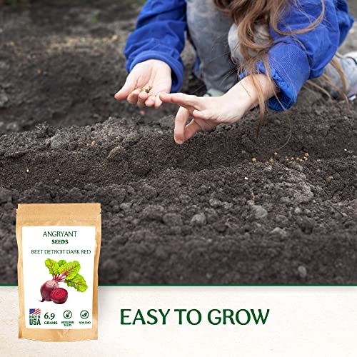 Heirloom Detroit Dark Red Beet Seeds for Planting - 1,200+ Non-GMO Seeds - 100% USA Grown - Suitable for Indoors and Outdoors Home Vegetable Garden - Easy to Grow Sweet Beets with Deep Crimson Flesh