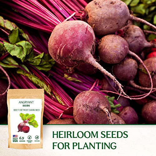 Heirloom Detroit Dark Red Beet Seeds for Planting - 1,200+ Non-GMO Seeds - 100% USA Grown - Suitable for Indoors and Outdoors Home Vegetable Garden - Easy to Grow Sweet Beets with Deep Crimson Flesh