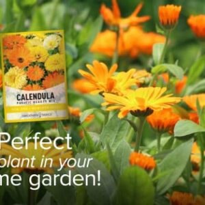 Calendula Seeds for Planting (Pacific Beauty Mix) - Annual Flower Seeds Great for Cut Flower Gardens, Herbal Tea and for Medicinal Purposes, Open Pollinated Flower Seed by Gardeners Basics