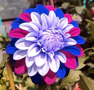 3g rare blue and white point dahlia seeds beautiful perennial flowers plants dahlia for diy home garden bonsai seeds