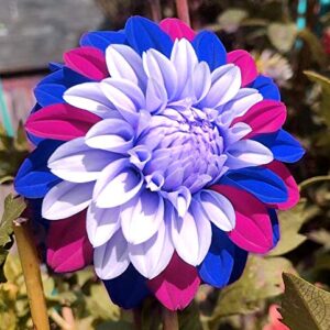 3g Rare Blue and White Point Dahlia Seeds Beautiful Perennial Flowers Plants Dahlia for DIY Home Garden Bonsai Seeds