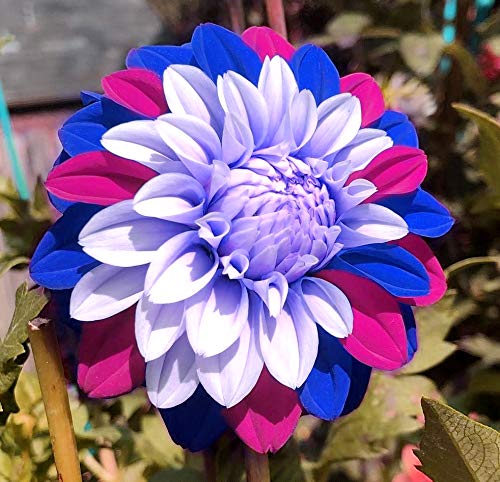 3g Rare Blue and White Point Dahlia Seeds Beautiful Perennial Flowers Plants Dahlia for DIY Home Garden Bonsai Seeds