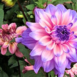 3g Rare Blue and White Point Dahlia Seeds Beautiful Perennial Flowers Plants Dahlia for DIY Home Garden Bonsai Seeds