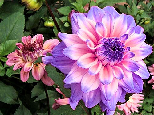 3g Rare Blue and White Point Dahlia Seeds Beautiful Perennial Flowers Plants Dahlia for DIY Home Garden Bonsai Seeds