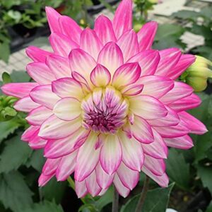 3g Rare Blue and White Point Dahlia Seeds Beautiful Perennial Flowers Plants Dahlia for DIY Home Garden Bonsai Seeds