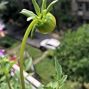 3g Rare Blue and White Point Dahlia Seeds Beautiful Perennial Flowers Plants Dahlia for DIY Home Garden Bonsai Seeds