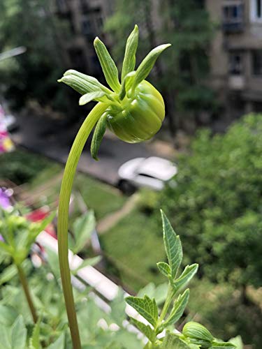 3g Rare Blue and White Point Dahlia Seeds Beautiful Perennial Flowers Plants Dahlia for DIY Home Garden Bonsai Seeds