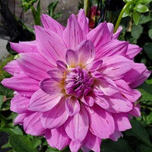 3g Rare Blue and White Point Dahlia Seeds Beautiful Perennial Flowers Plants Dahlia for DIY Home Garden Bonsai Seeds