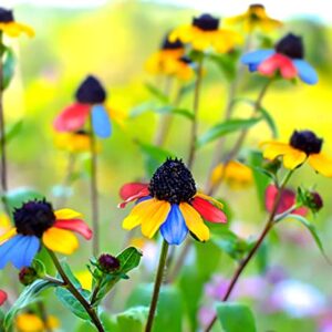 5G Multicolored Susan Seeds Attracts Butterflies Plant in Your Flower Garden