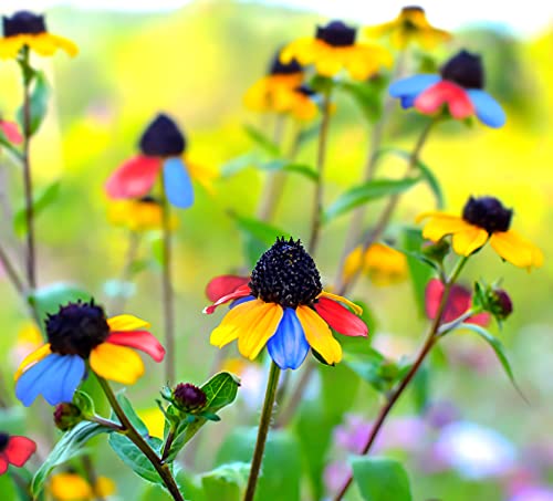 5G Multicolored Susan Seeds Attracts Butterflies Plant in Your Flower Garden