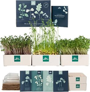 urban leaf microgreens growing kit – radish (raphanus sativa), kale (brassica napus var pabularia), rainbow mix, mustard (brassica juncea), spicy mix and broccoli microgreens seeds (brassica oleracea)