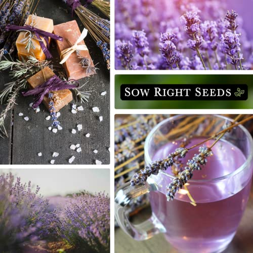 Sow Right Seeds - Lavender Seeds for Planting; Non-GMO Heirloom Seeds with Instructions to Plant and Grow a Beautiful Indoor or Outdoor herb Garden; Great Gardening Gift