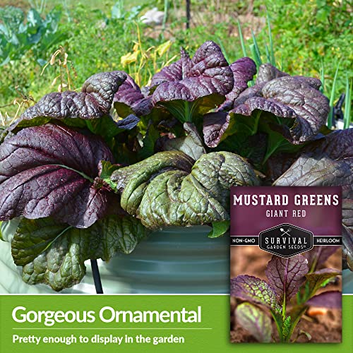 Survival Garden Seeds - Giant Red Mustard Greens Seed for Planting - Packet with Instructions to Plant and Grow Spicy Brassica Juncea Leaves in Your Home Vegetable Garden - Non-GMO Heirloom Variety