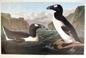 great auk. from”the birds of america” (amsterdam edition)