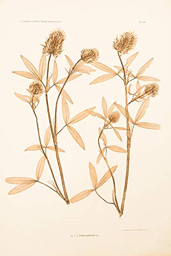 Trifolium pannonicum