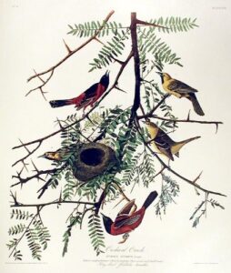 orchard oriole. from”the birds of america” (amsterdam edition)