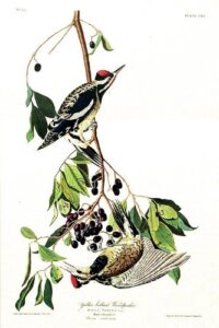 yellow-bellied woodpecker. from”the birds of america” (amsterdam edition)