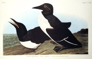 foolish guillemot. from”the birds of america” (amsterdam edition)