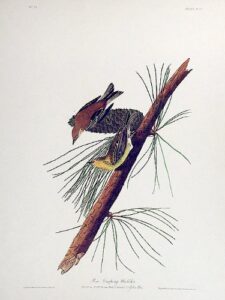 pine creeping warbler. from”the birds of america” (amsterdam edition)