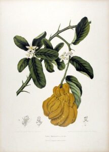 citrus sarcodactylis [fingered citron or buddha’s hand]