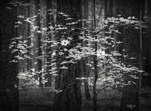 dogwood forest no.3