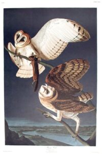 barn owl. from”the birds of america” (amsterdam edition)