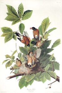 american robin. from”the birds of america” (amsterdam edition)