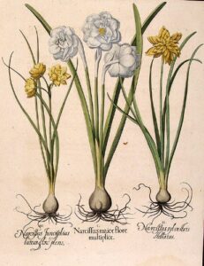 [double-flowered white garden narcissus] narcissus maior flore multiplice; [double-flowered narcissus, stellate form] narcissus sylvestris stellatus; [double-flowered yellow jonquil] narcissus juncifolius luteus flore pleno