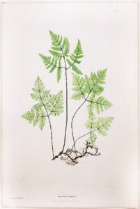 polypodium dryopteris [smooth three-branched polypody, or oak fern]