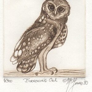 Burrowing Owl