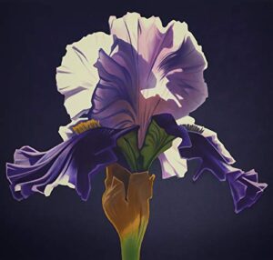 morning iris by ed mell, lithograph, 26″ x 27.75″