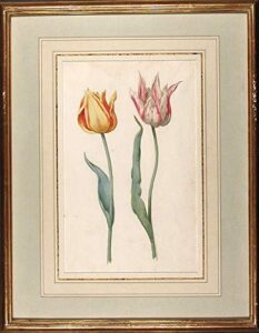 tulipa var.’ (a red and yellow tulip and a white and rose-coloured tulip)