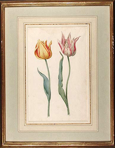 Tulipa var.' (A red and yellow tulip and a white and rose-coloured tulip)