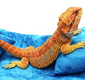 Chaise Lounge for Bearded Dragons, Blue Heaven Batik Fabric