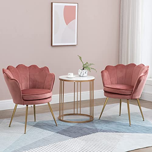 ZJhome Modern Accent Velvet Chairs Set of 2 Comfy Upholstered Vanity Chairs for Bedroom Shell-Shaped Armchair Dining Chairs with Golden Metal Legs Desk Chair Makeup Chairs for Living Room(Pink)