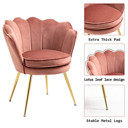 ZJhome Modern Accent Velvet Chairs Set of 2 Comfy Upholstered Vanity Chairs for Bedroom Shell-Shaped Armchair Dining Chairs with Golden Metal Legs Desk Chair Makeup Chairs for Living Room(Pink)