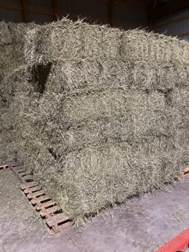 FPS Fox Peak Timothy Hay Rabbits, Guinea Pigs, Chinchilla Food (10+ lb.)