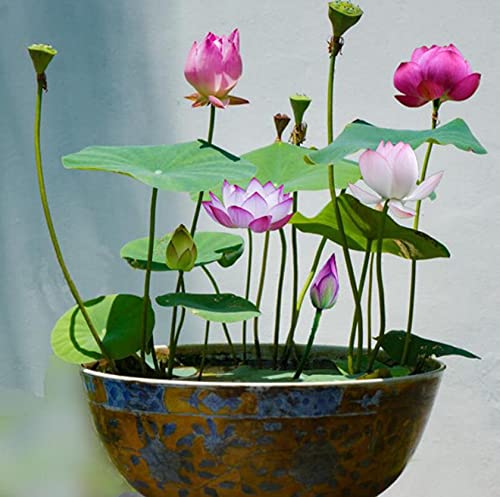 Bonsai Bowl Lotus Seeds, Water Lily Flower Plant Seeds(10 Seeds)