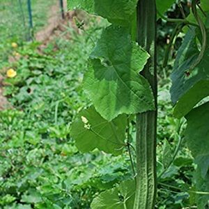 Gaea's Blessing Seeds - Luffa Gourd Seeds (3.0g) - Bonanza Heirloom - Non-GMO Seeds with Easy to Follow Planting Instructions - Heirloom Sponge Ridged Loofah Muop Huong 94% Germination Rate