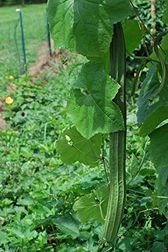 Gaea's Blessing Seeds - Luffa Gourd Seeds (3.0g) - Bonanza Heirloom - Non-GMO Seeds with Easy to Follow Planting Instructions - Heirloom Sponge Ridged Loofah Muop Huong 94% Germination Rate