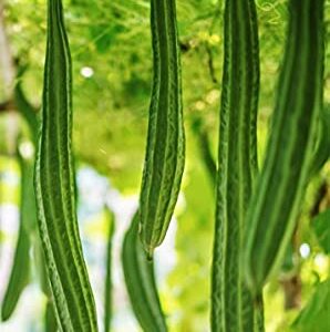 Gaea's Blessing Seeds - Luffa Gourd Seeds (3.0g) - Bonanza Heirloom - Non-GMO Seeds with Easy to Follow Planting Instructions - Heirloom Sponge Ridged Loofah Muop Huong 94% Germination Rate