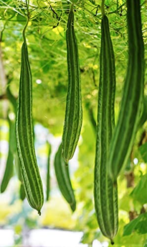 Gaea's Blessing Seeds - Luffa Gourd Seeds (3.0g) - Bonanza Heirloom - Non-GMO Seeds with Easy to Follow Planting Instructions - Heirloom Sponge Ridged Loofah Muop Huong 94% Germination Rate