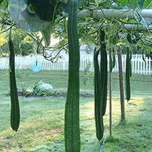 Gaea's Blessing Seeds - Luffa Gourd Seeds (3.0g) - Bonanza Heirloom - Non-GMO Seeds with Easy to Follow Planting Instructions - Heirloom Sponge Ridged Loofah Muop Huong 94% Germination Rate