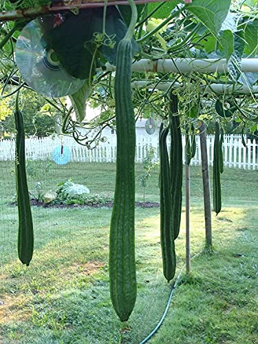 Gaea's Blessing Seeds - Luffa Gourd Seeds (3.0g) - Bonanza Heirloom - Non-GMO Seeds with Easy to Follow Planting Instructions - Heirloom Sponge Ridged Loofah Muop Huong 94% Germination Rate