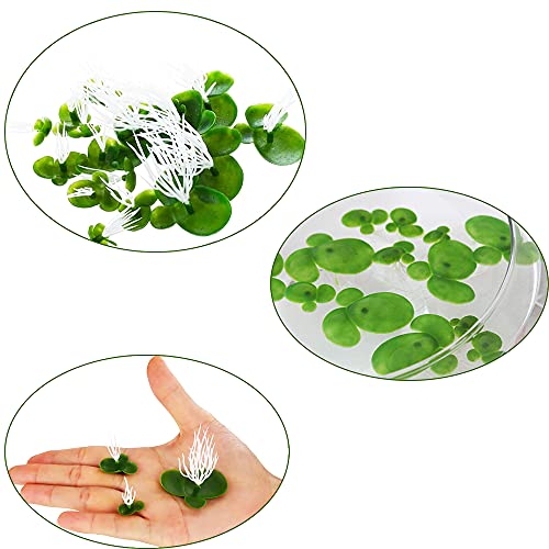 Dong Huang 36pcs Mini Fake Duckweed, Artificial Floating Duckweed, Plastic Aquarium Simulation Floating Plants for Fish Tank Aquariums Decor