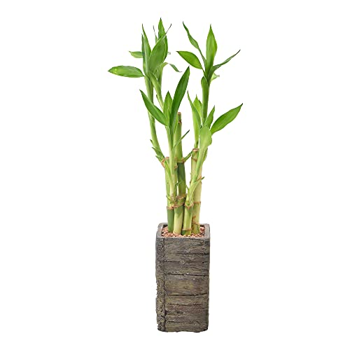 Arcadia Garden Products LV25 5-Stem Lucky Bamboo, Live Indoor Plant in Aged Wood Planter for Home, Work, or Gift, Dark ***Cannot Ship to Hawaii**