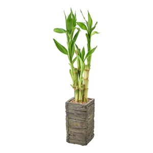 Arcadia Garden Products LV25 5-Stem Lucky Bamboo, Live Indoor Plant in Aged Wood Planter for Home, Work, or Gift, Dark ***Cannot Ship to Hawaii**