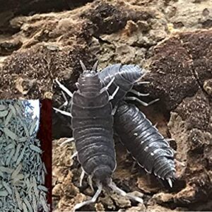 Critters Direct Powder Blue Isopods and Springtails Combo