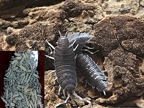 Critters Direct Powder Blue Isopods and Springtails Combo